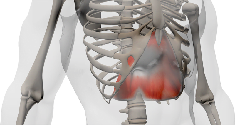 Anatomie Détaillée des Muscles de la Région Abdominale
