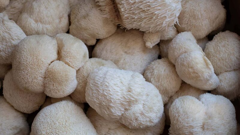 Trémelle Fucus (Tremella Fuciformis) : Tous les Bienfaits de ce ...