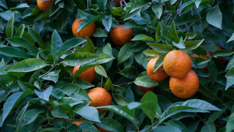 Saccharine (E954) : Édulcorant Sans Calories, Bienfaits et Controverses